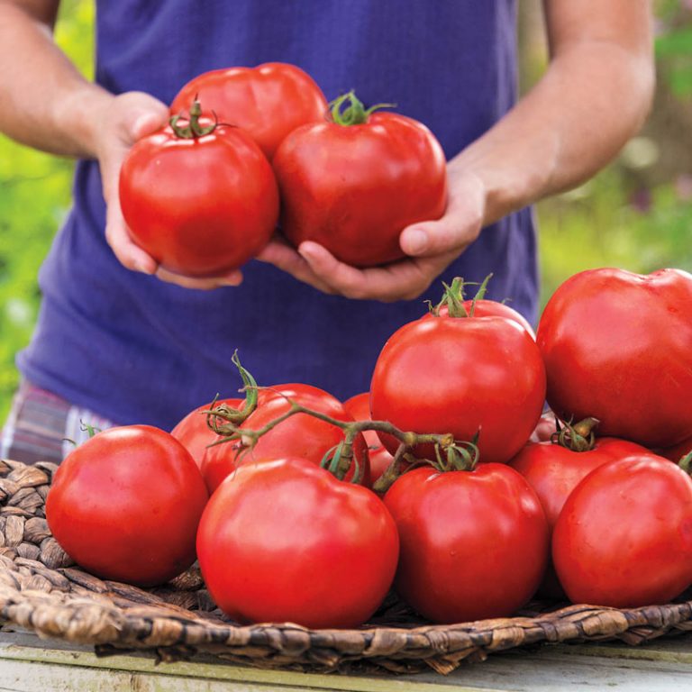 Gurney Girl's Best Hybrid Tomato Seed | Gardenchamps.com
